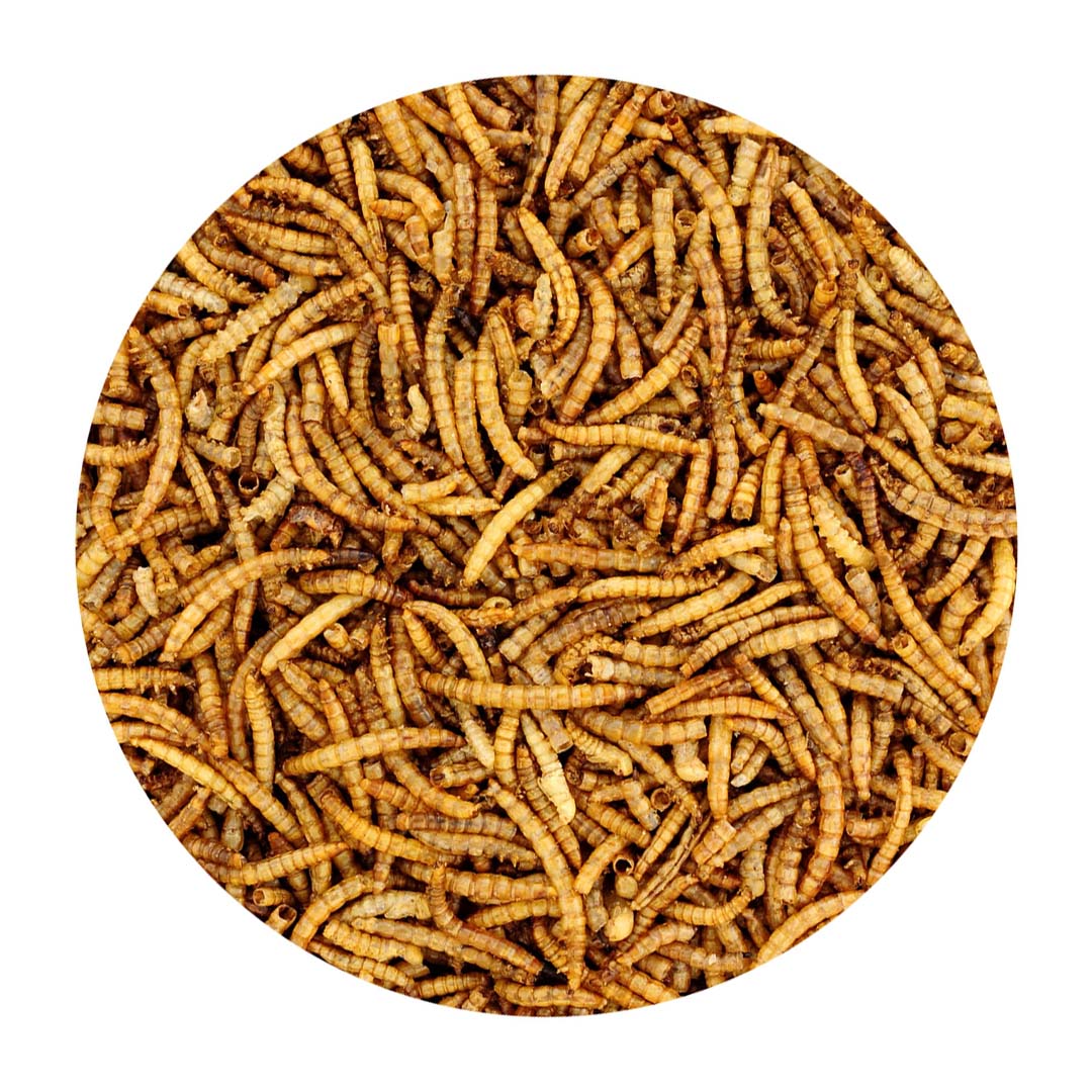 Dried Meal Worms – Birders Bird Supply & Gift Store
